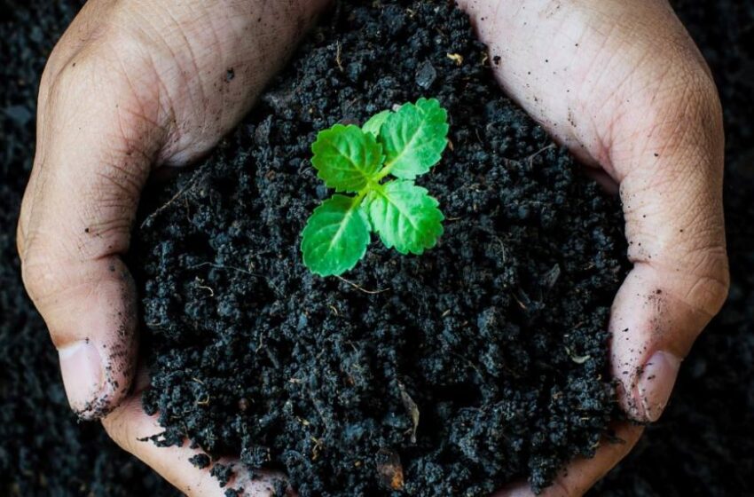Humic là gì? Cách sử dụng humic cho cây trồng hiệu quả - Kỹ Thuật Trồng Cây