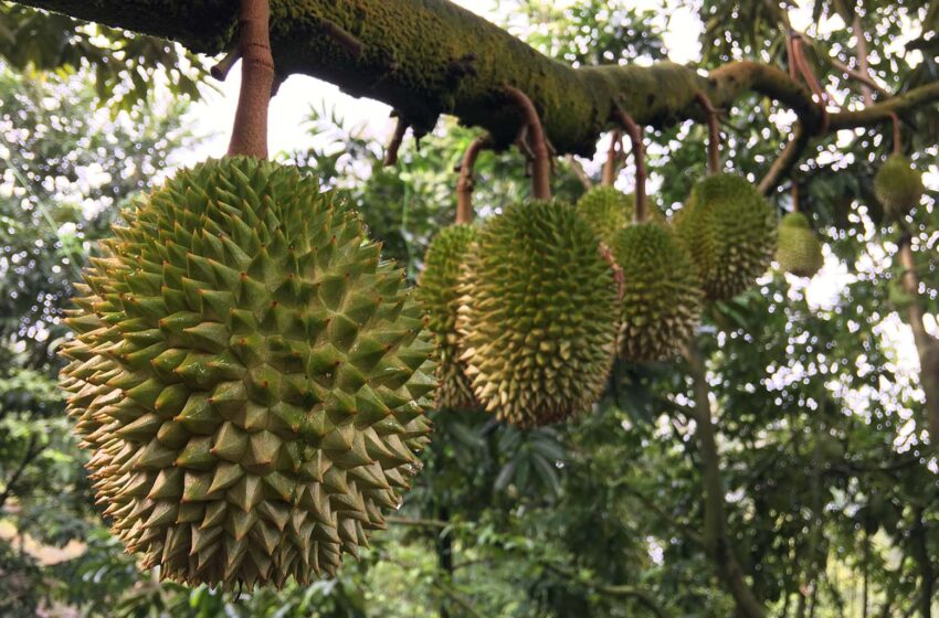 Bón phân cho cây sầu riêng: Thời điểm, loại phân dùng và những lưu ý ...