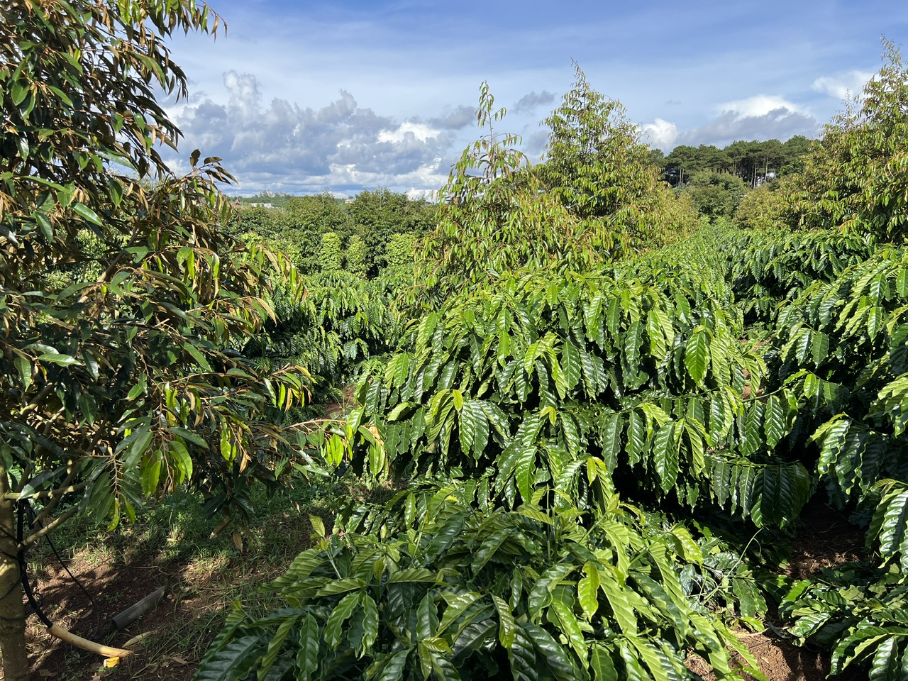 Trồng sầu riêng xen canh với cây cà phê: Tăng hiệu quả sử dụng đất - Kỹ ...