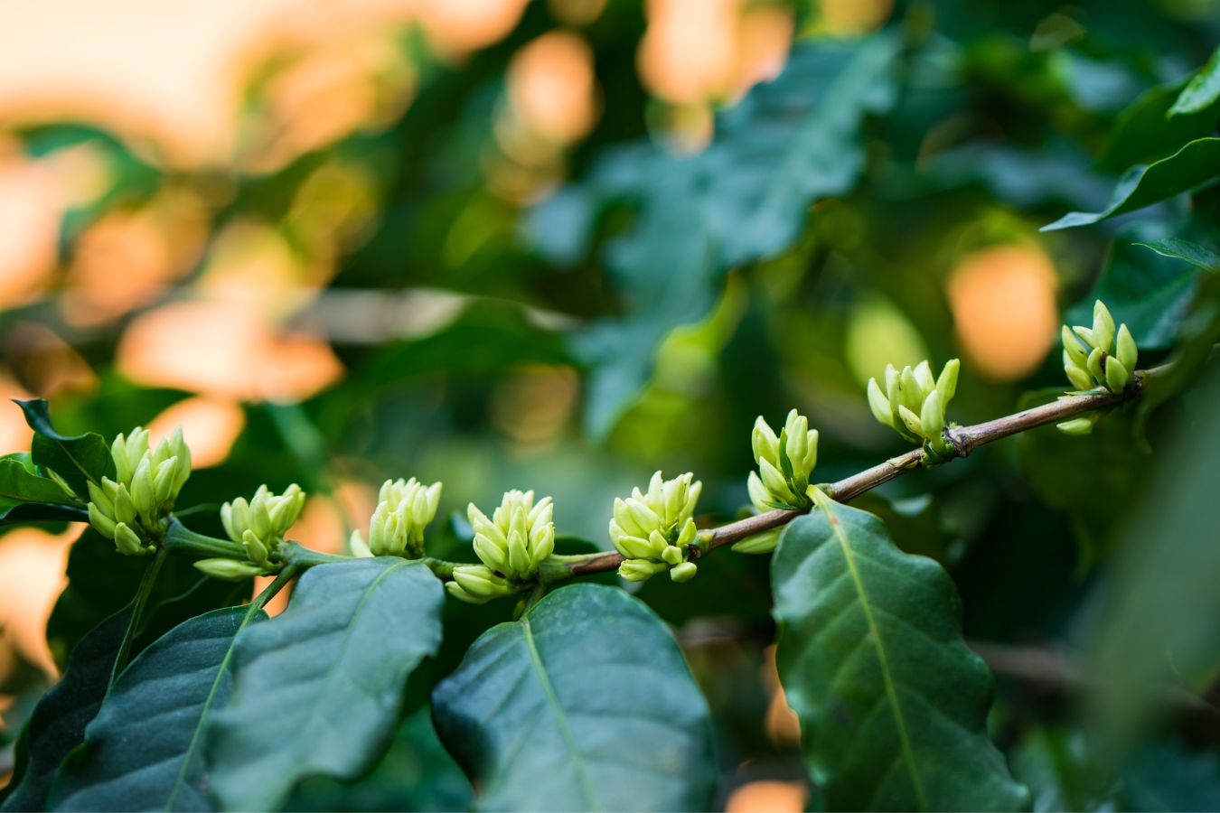 Nguyên nhân gây ra hiện tượng hoa chanh ở cà phê và biện pháp phòng ...