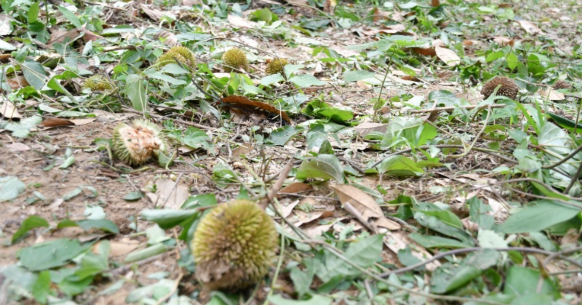 Phân biệt rụng trái sinh lý và rụng do thiếu dinh dưỡng – Cách xử lý ...