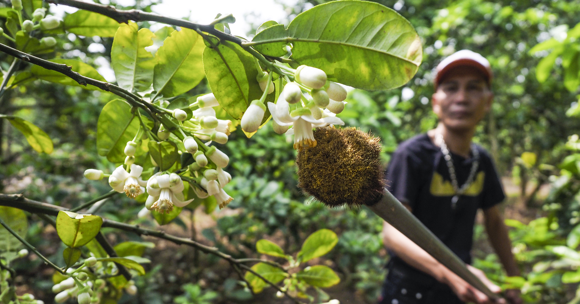 Cơ chế thụ phấn, thụ tinh, đậu quả ở cây trồng - Kỹ Thuật Trồng Cây