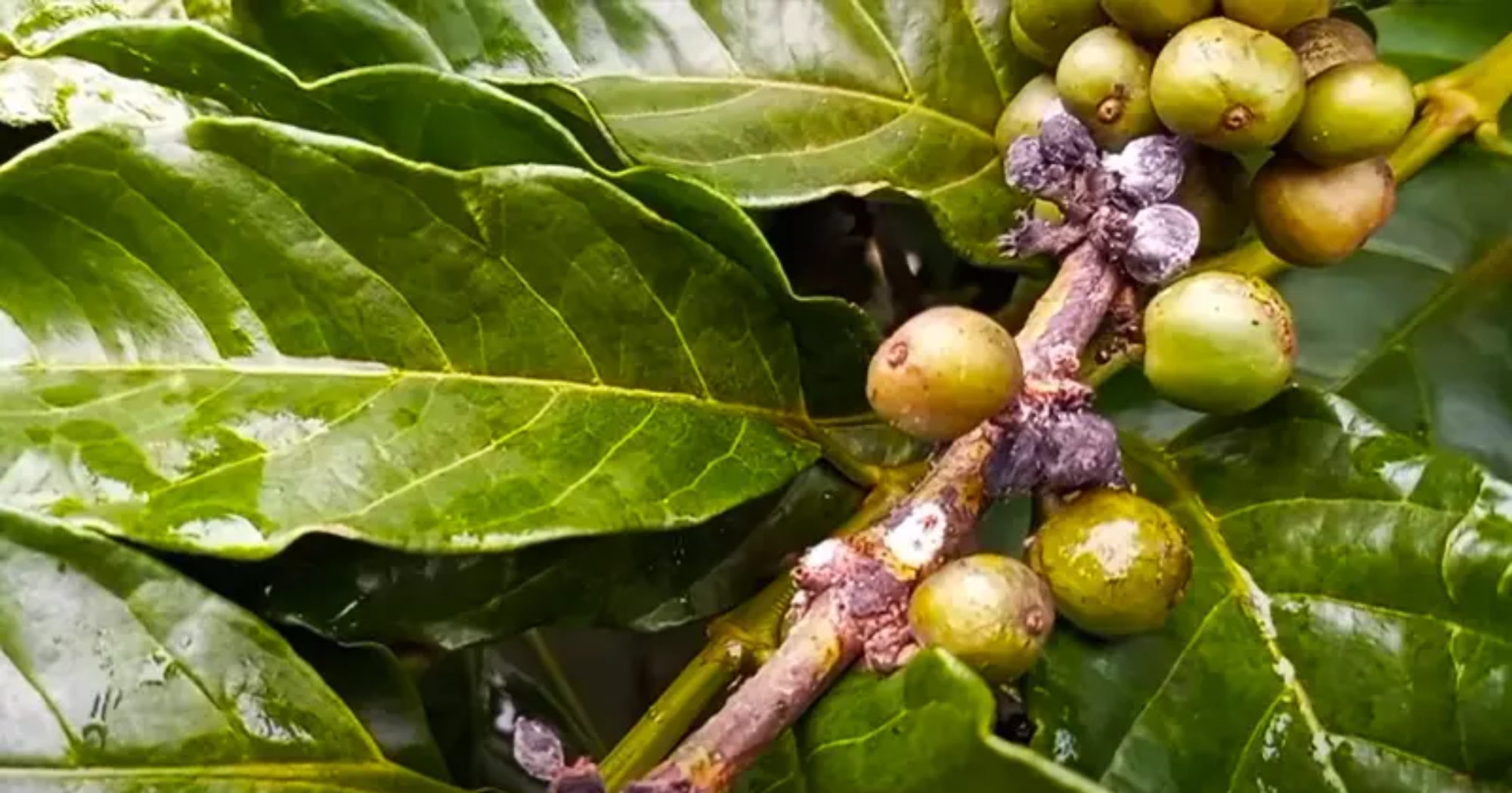 Lecanicillium lecanii: Nấm ký sinh côn trùng kiểm soát bọ trĩ, rầy mềm ...